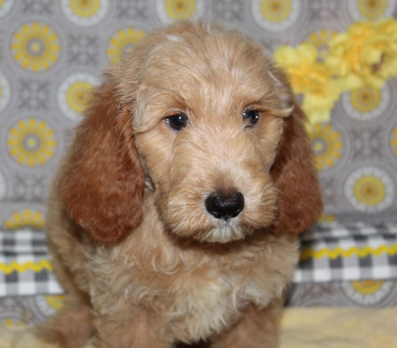 Mustard Seed Ranch | Georgia | Dog Breeders