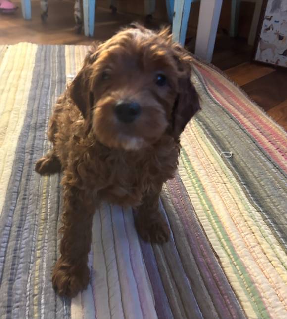 Mustard Seed Ranch | Georgia | Dog Breeders