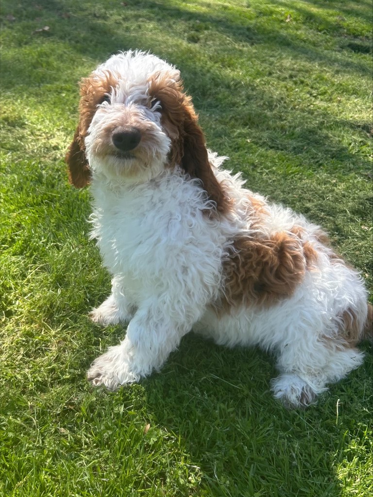 Mustard Seed Ranch | Georgia | Dog Breeders