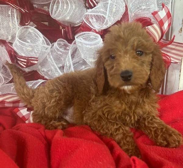 Mustard Seed Ranch | Georgia | Dog Breeders