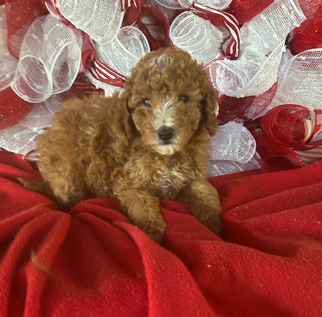 Mustard Seed Ranch | Georgia | Dog Breeders