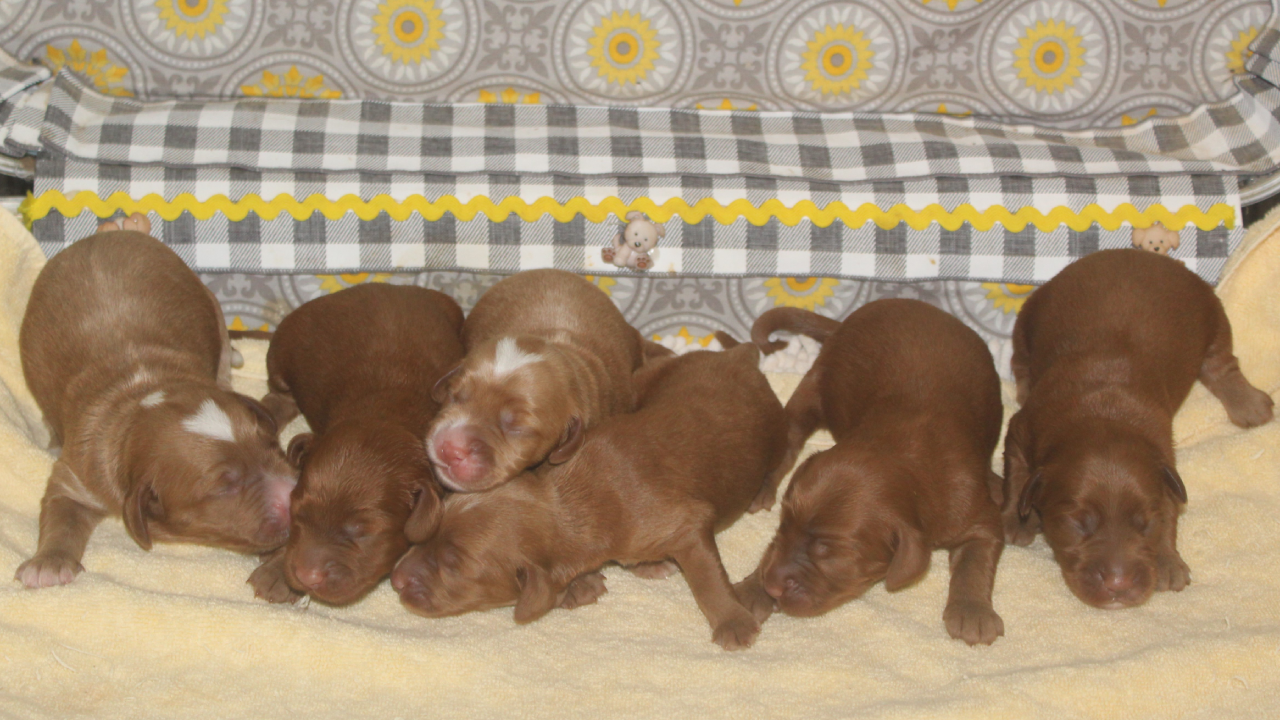 Mustard Seed Ranch | Georgia | Dog Breeders